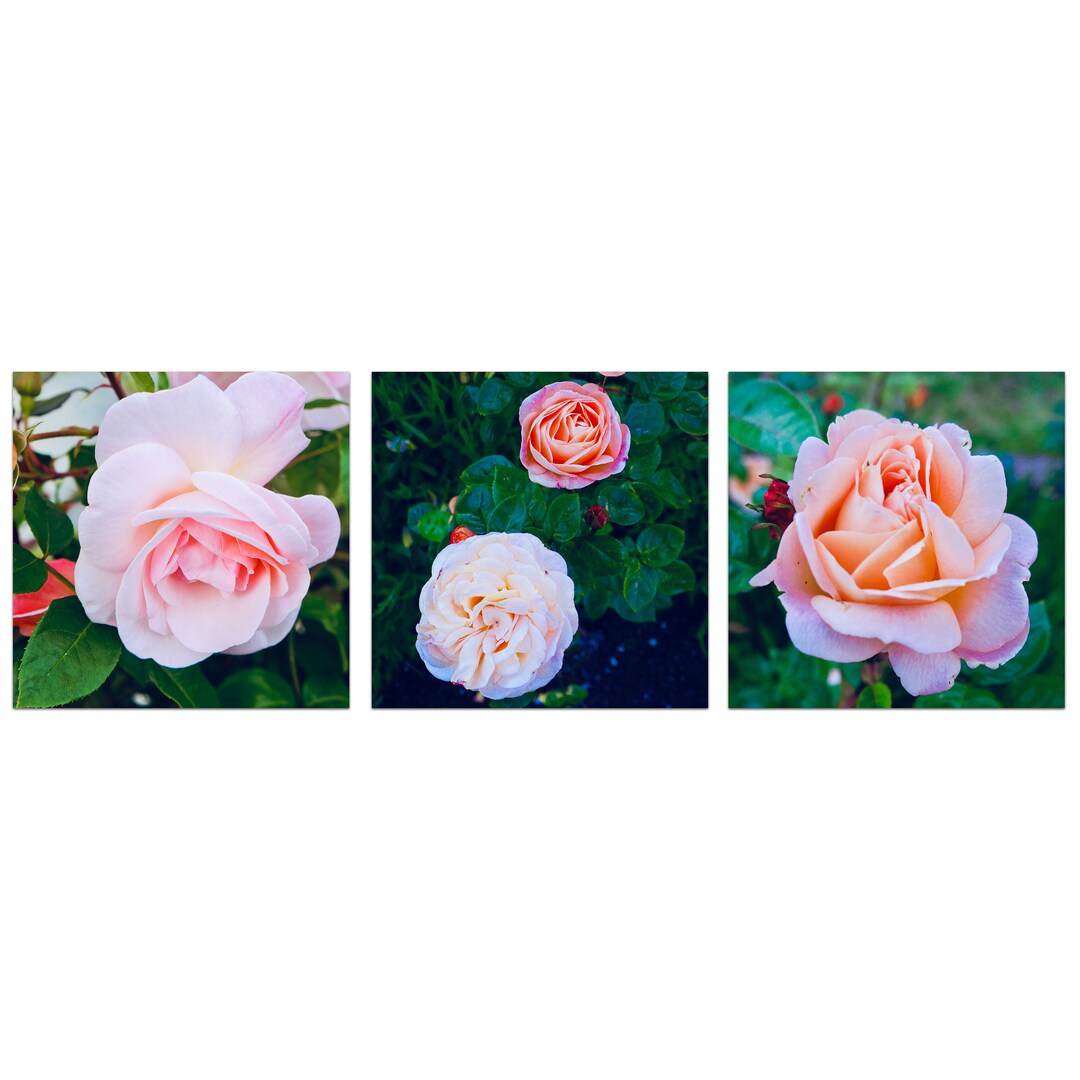 Conjunto de estampados de rosas rosas / Tres impresiones cuadradas de ...