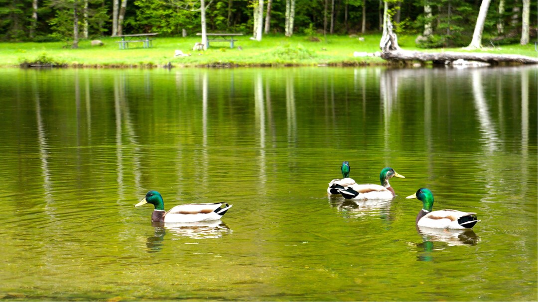 Mallards Print, Nature Photography, American Landscapes. New Hampshire ...