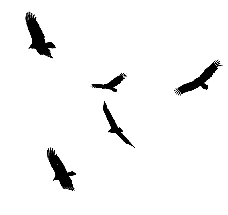 Black raven overlays photo 9 black crows ravens in flight .psd | Etsy