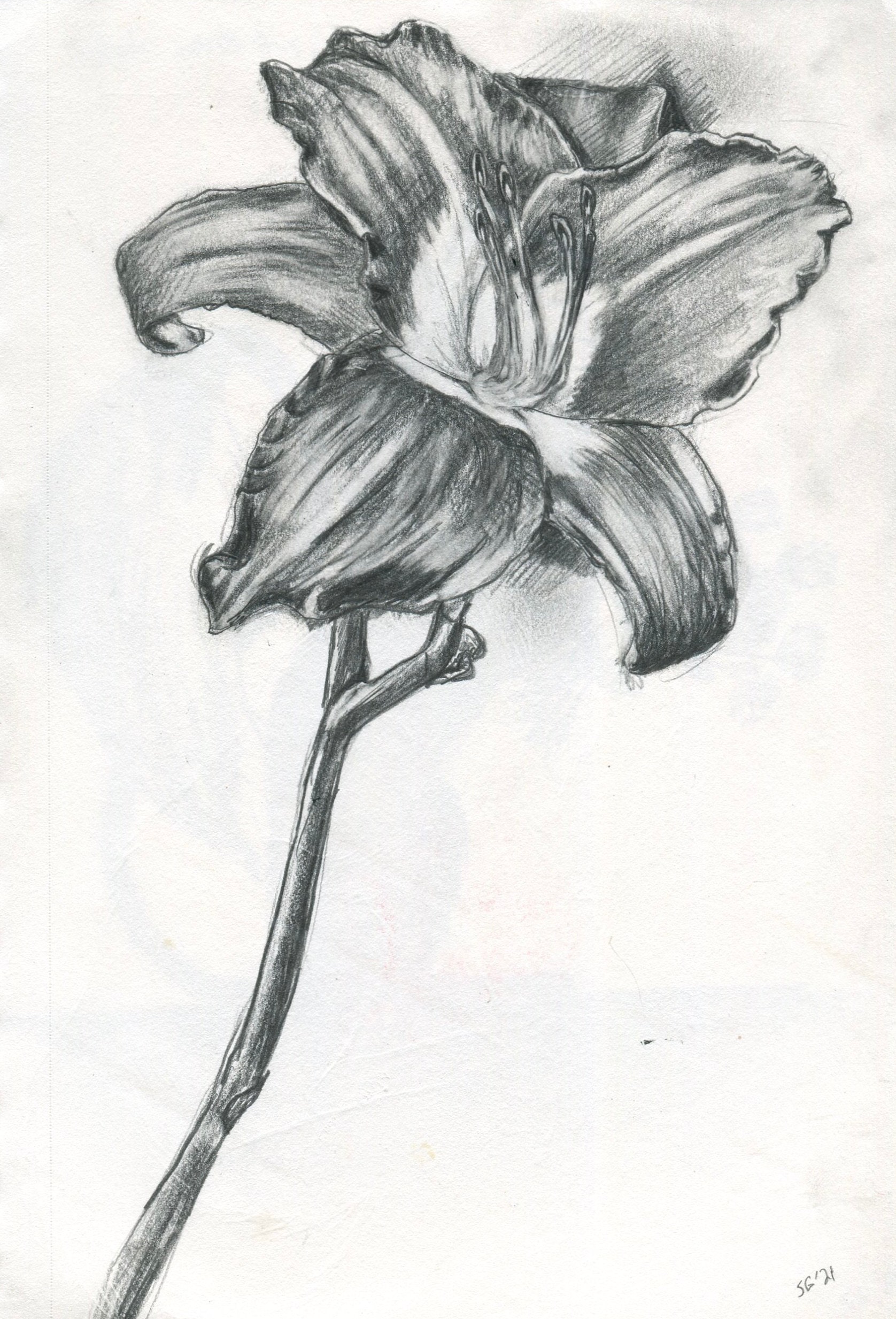 Lily Pencil Drawing Learn How To Draw Realistic Lily Flowers With