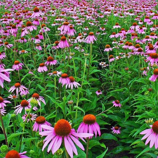 Echinacea - Etsy