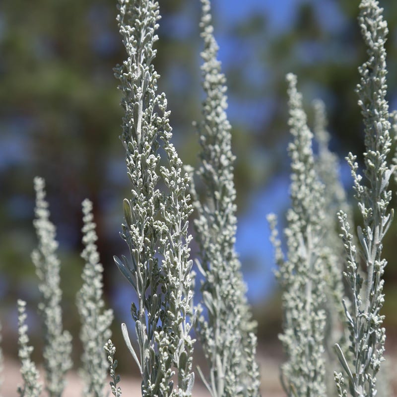 Sagebrush Craft - Etsy