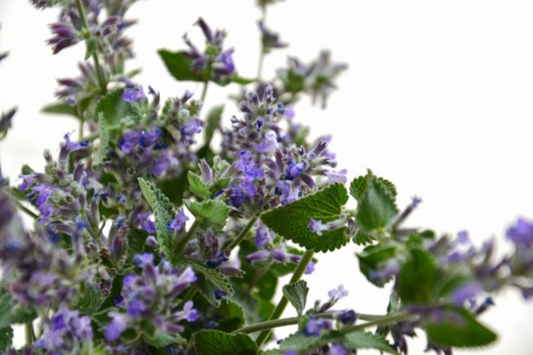 Catnip Starter Plugs, 4 Plugs - Etsy