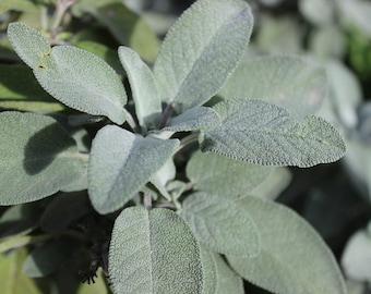 Sage Live Plant - Seedlings/plugs and Plants - 3"- 12" Tall - 30-60 ...