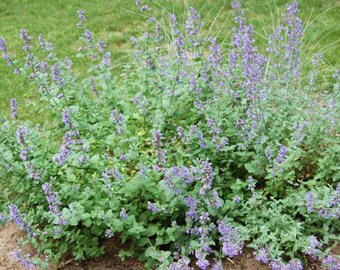 Catmint - Etsy
