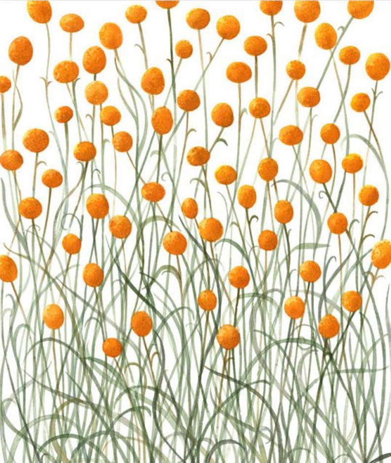 Billy Buttons Greeting Card - Etsy