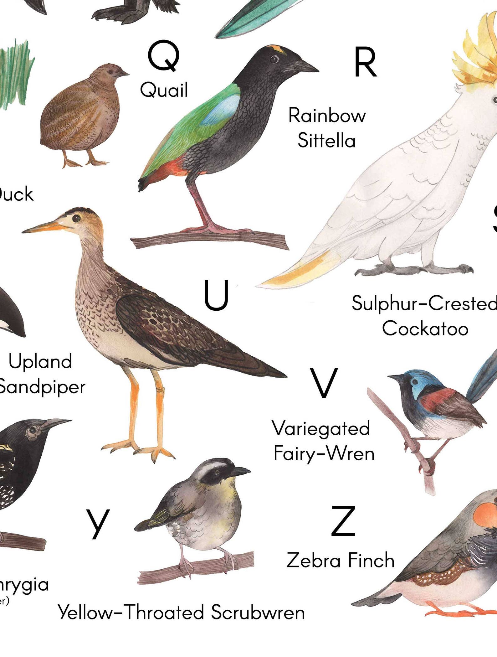 Australian Birds A-Z Art Print Giclee Print - Etsy