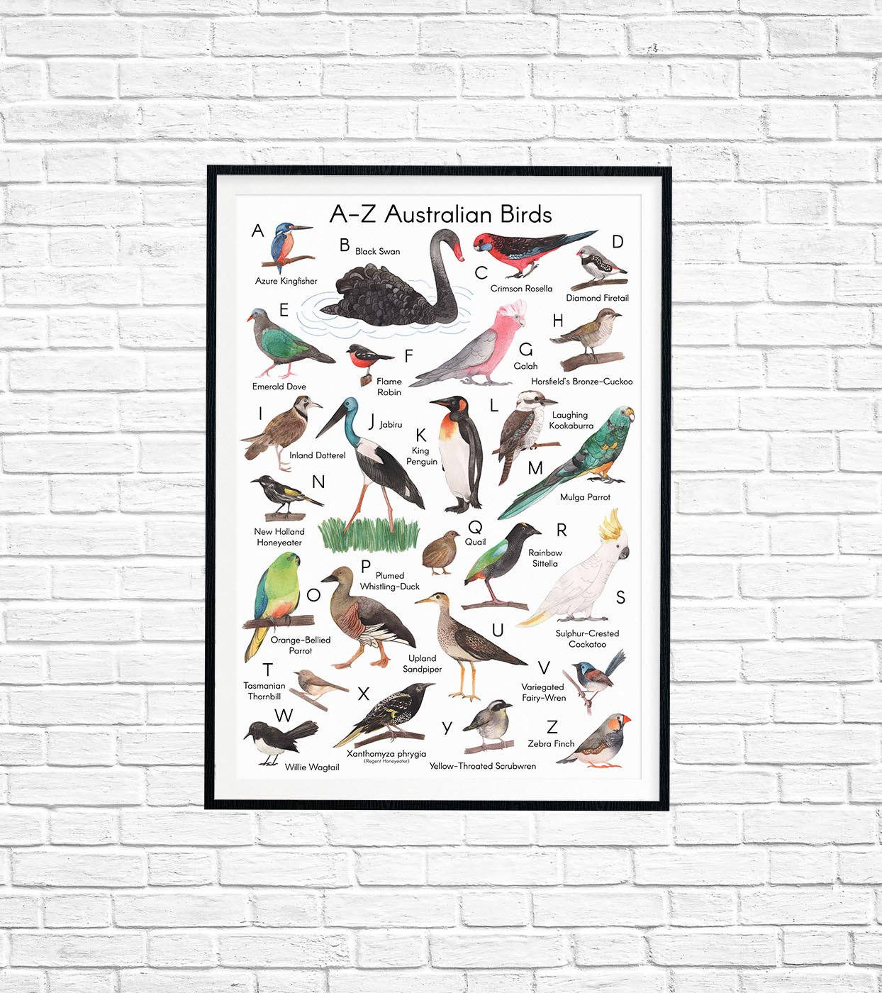 Australian Birds A-Z Art Print Giclee Print - Etsy Australia