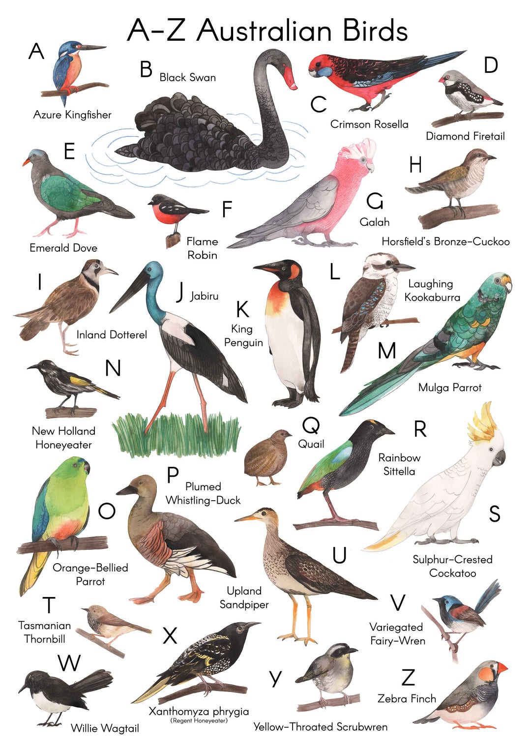 Australian Birds A-Z Art Print Giclee Print - Etsy
