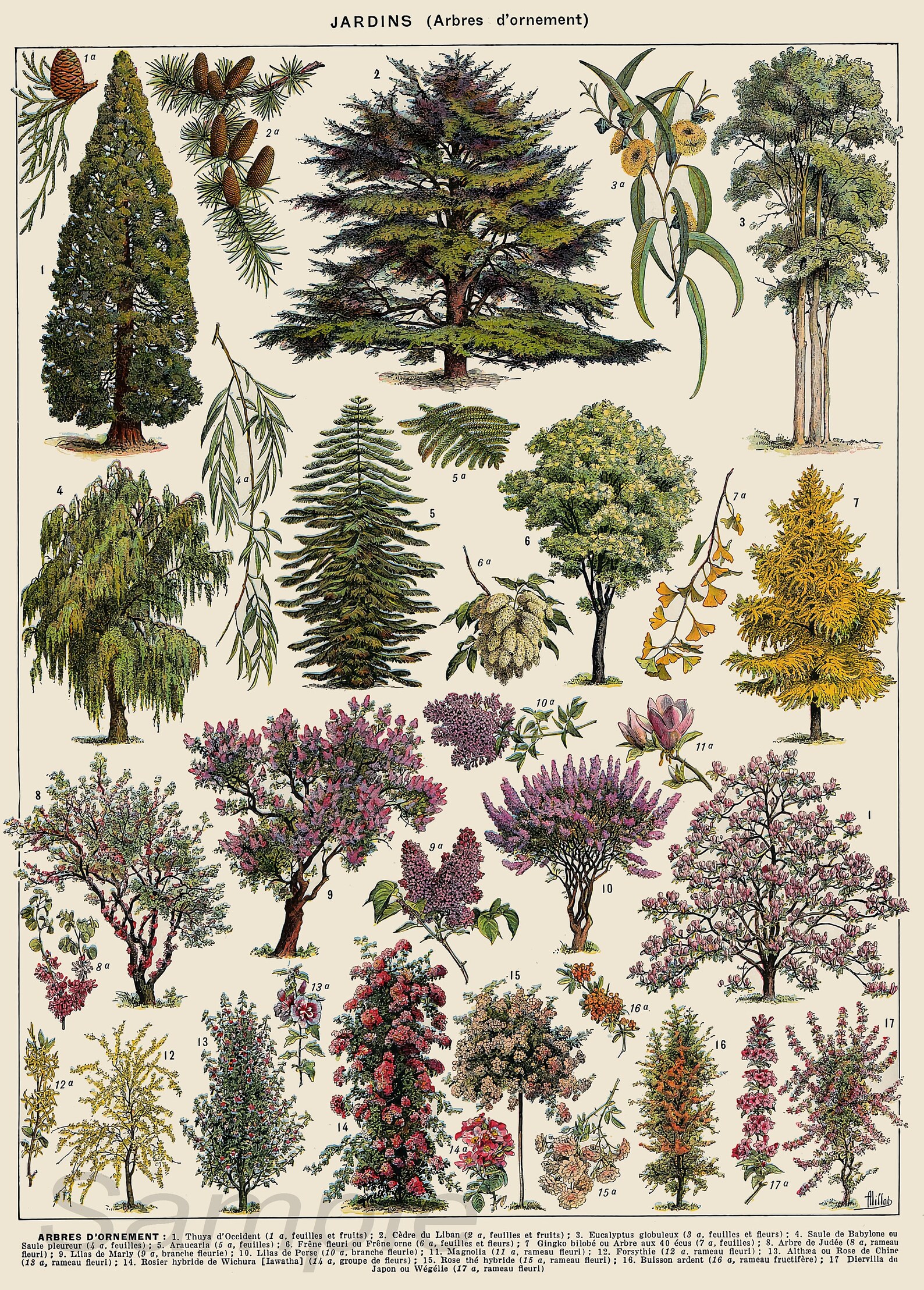 Vintage Tree Botanical Chart Poster Print - Etsy UK