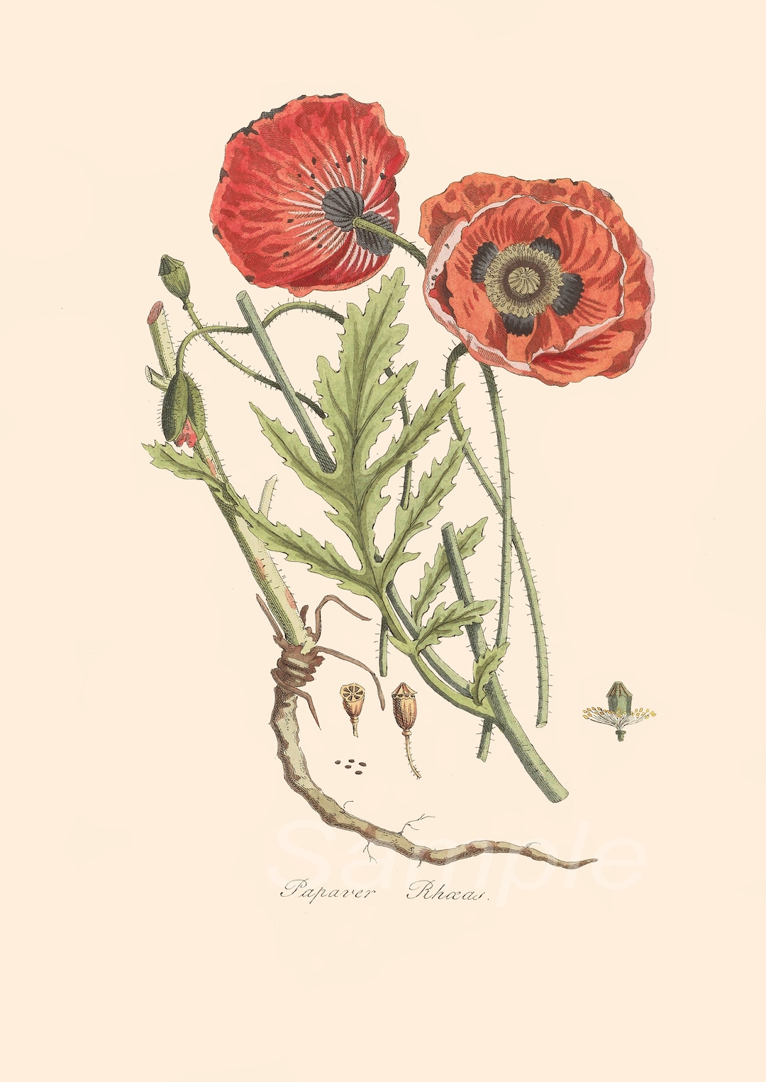 Poppy Flowers Advertising Poster Print - Etsy