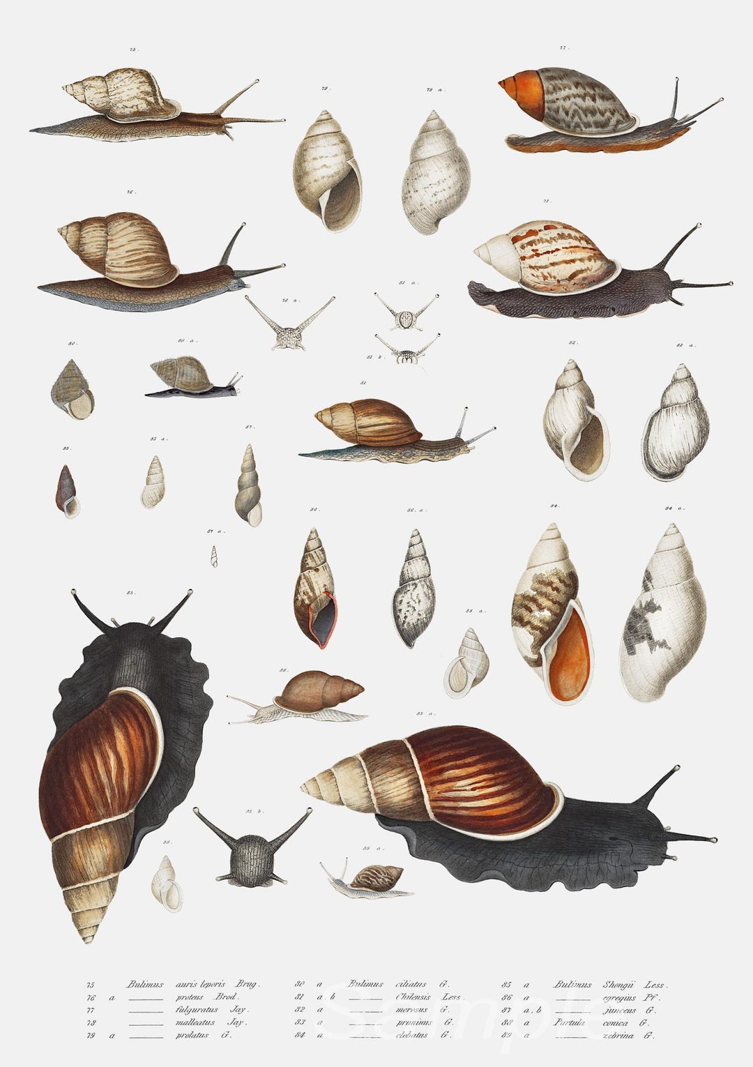 Vintage Snails Chart Poster Print - Etsy UK