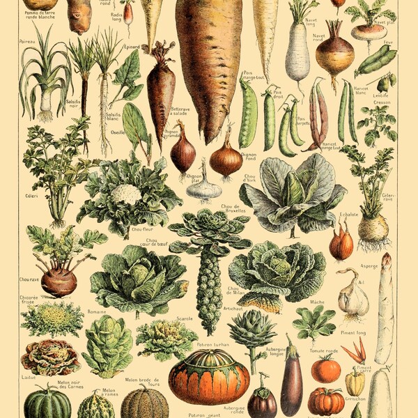 Botanical Poster - Etsy