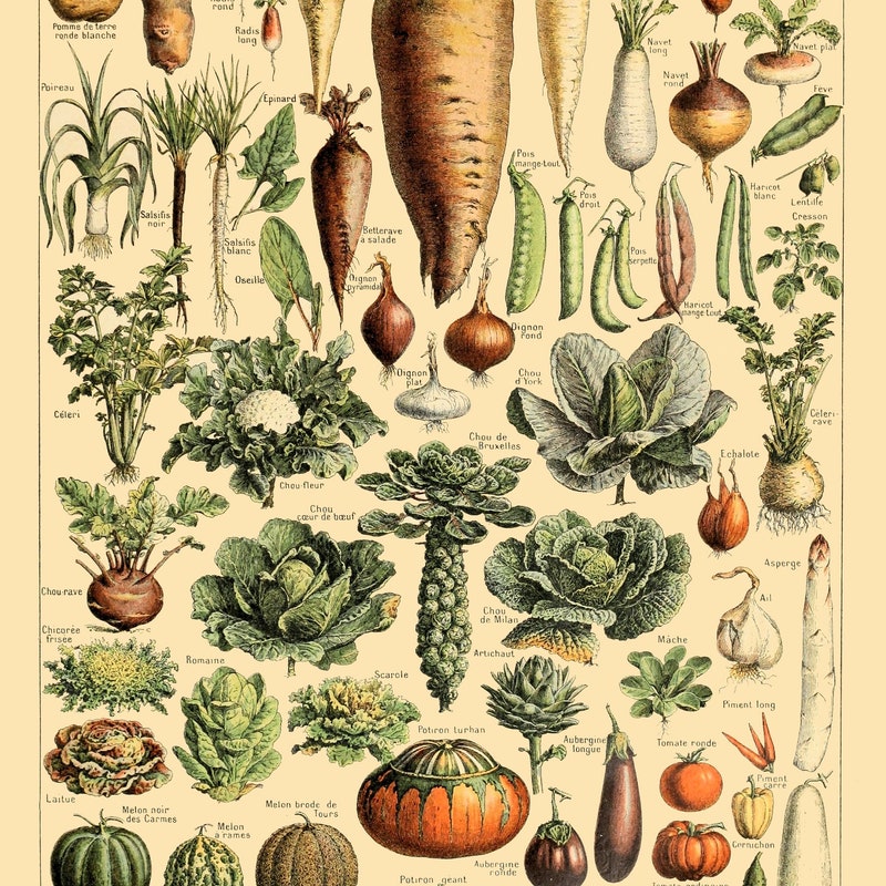 Vegetable Poster - Etsy