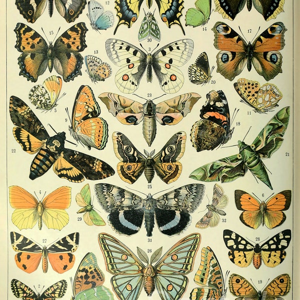Butterfly Poster - Etsy