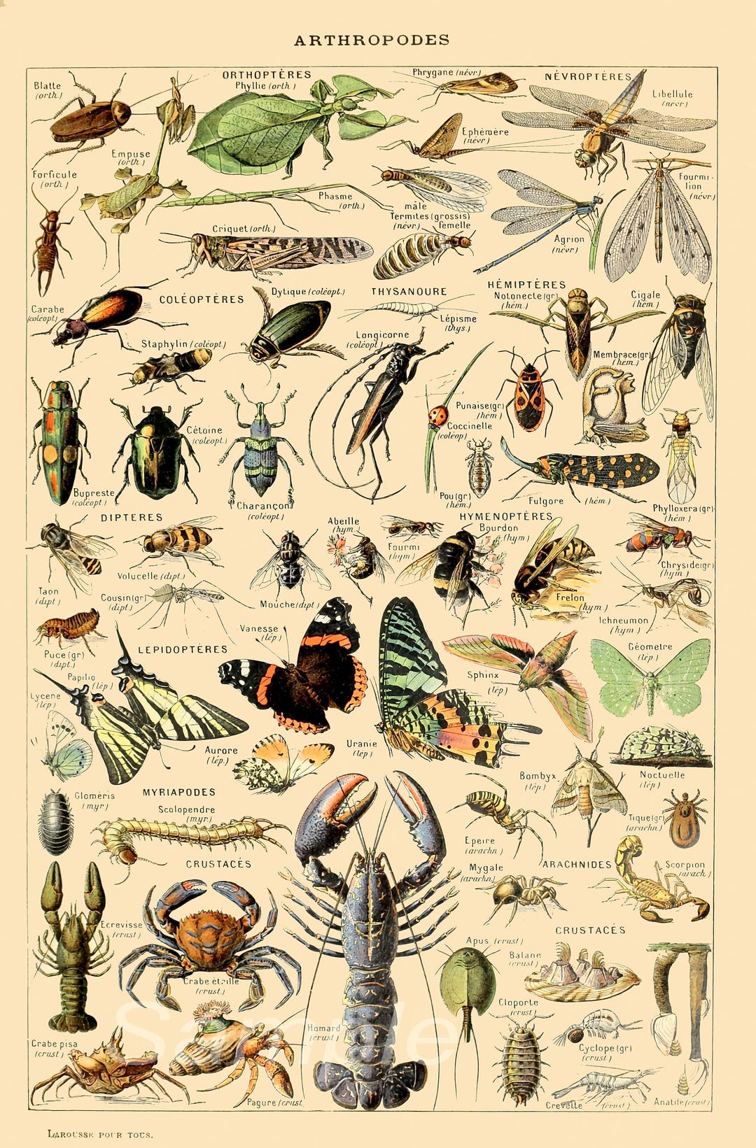 IC04 Insects Illustration Chart Poster Print - Etsy