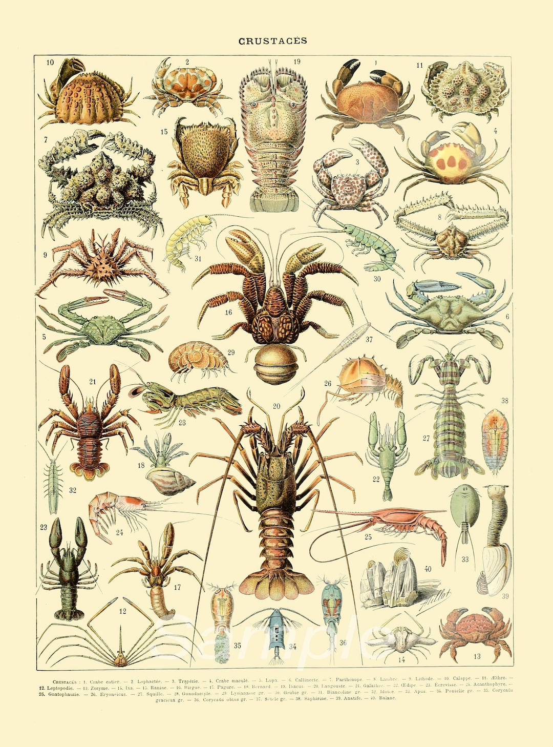 Crabs and Lobster Illustration Chart Poster Print - Etsy