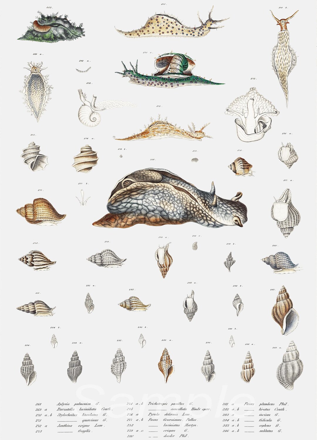 SC02 Snails Chart Vintage Poster Print - Etsy UK