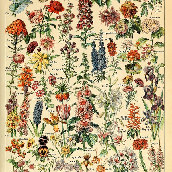 Botanical Poster - Etsy