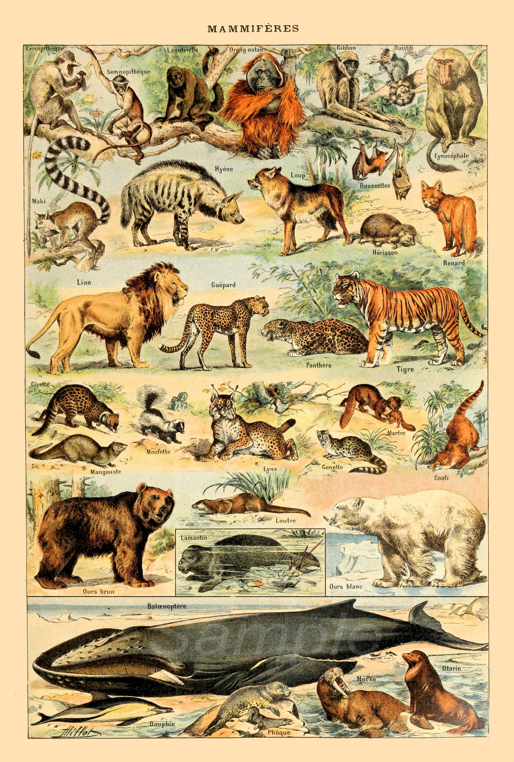 Vintage Animals Chart Poster Print - Etsy