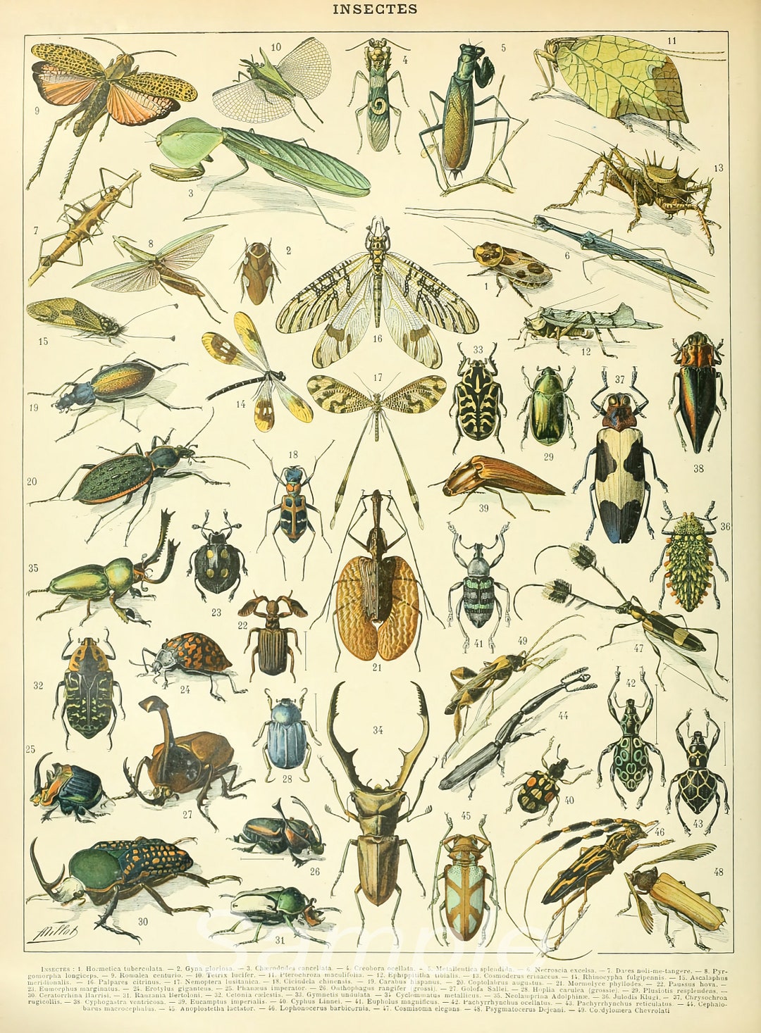 Insects Illustration Chart Poster Print - Etsy