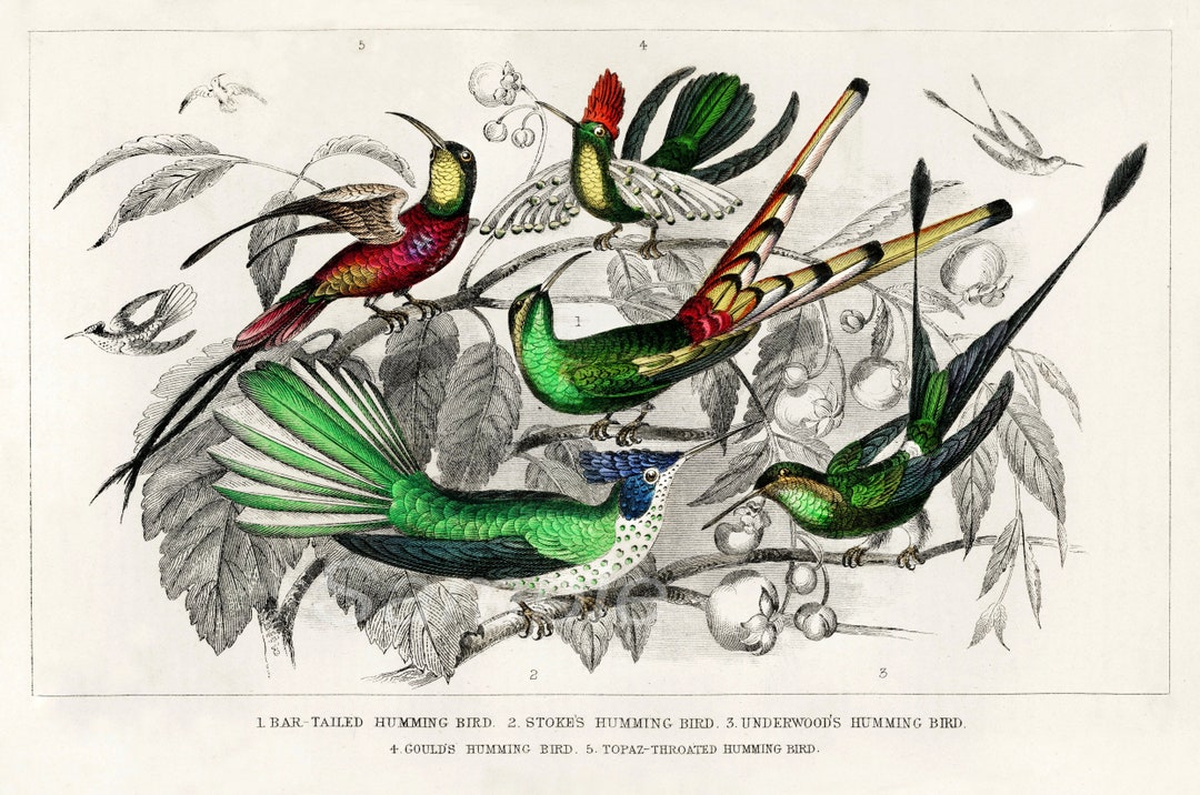 Vintage Humming Birds Chart Poster Print - Etsy