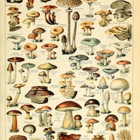 Oyster Mushroom Morning - Etsy