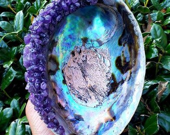 Large Abalone Shell | Etsy