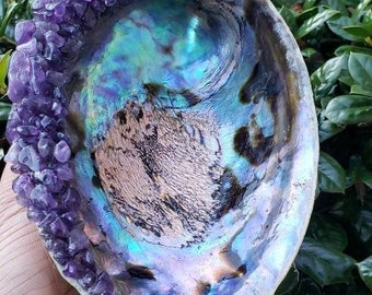 Large Abalone Shell - Etsy