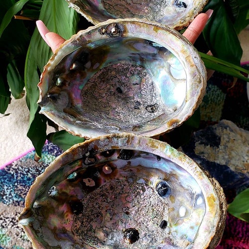 Premium Extra Large Abalone Shell 5-6 Smudging Burning - Etsy