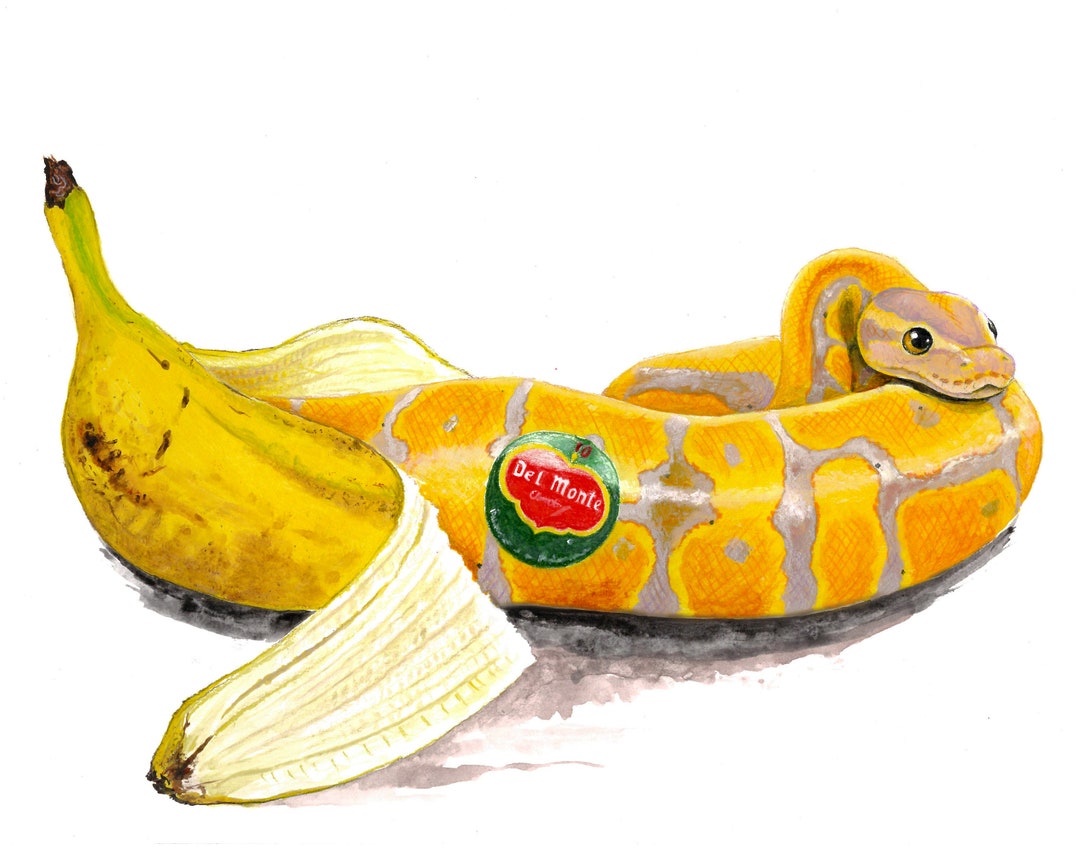 Banana Ball Python - Etsy