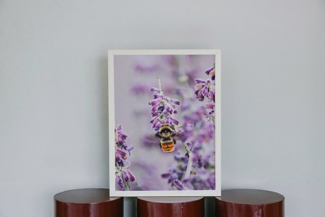 Bumblebee Photography Print: Honeybee on Sage Flower (digital Download ...