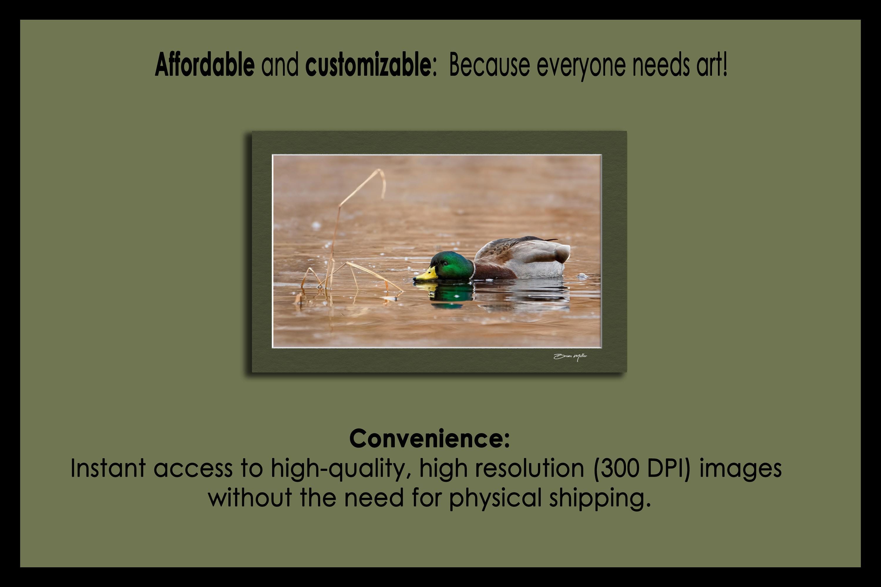 Digital Download Mallard Duck dabbling 5 Scalable High Resolution JPEG ...