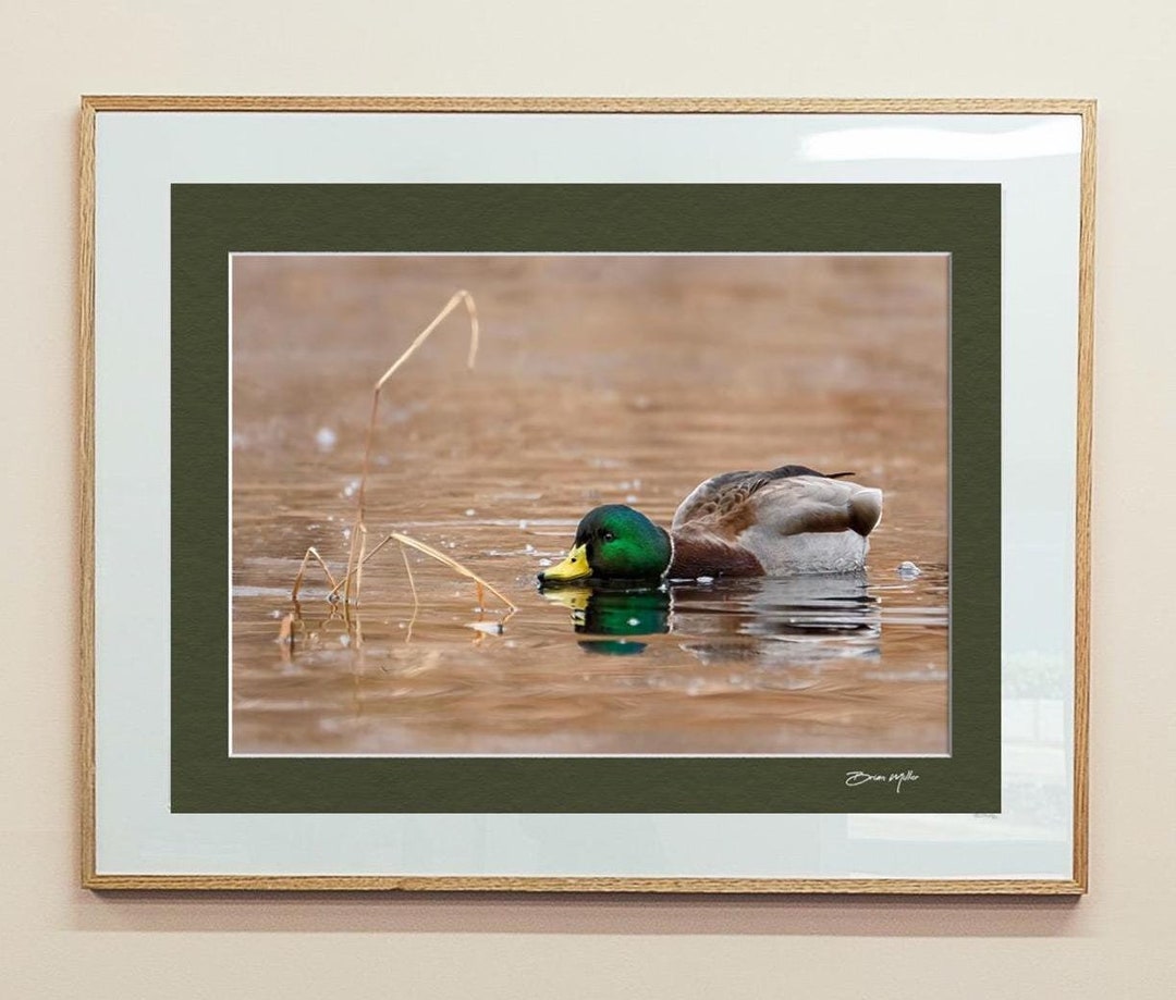 Digital Download | Mallard Duck "dabbling" | 5 Scalable High Resolution ...