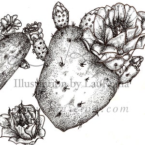 Prickly Pear - Illustration - Giclee Print - Etsy