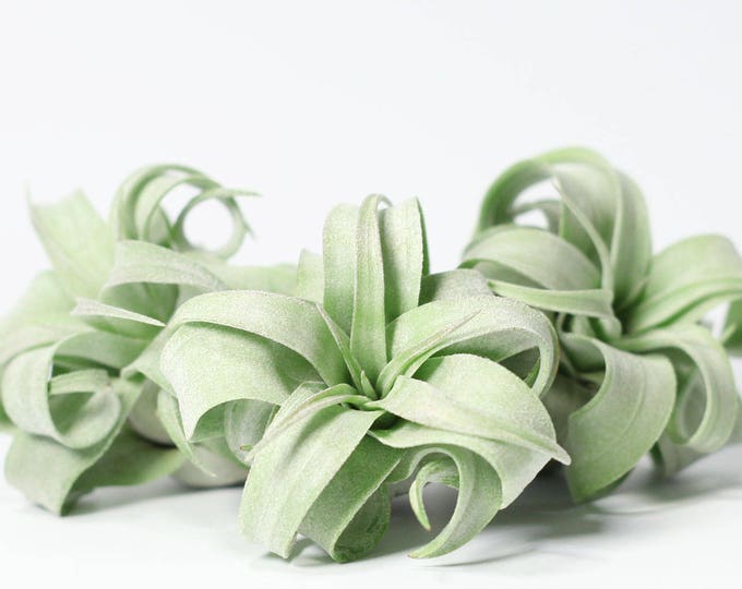 Tillandsia Streptophylla | Curly Air Plant | Hello Tilly Airplant - Etsy