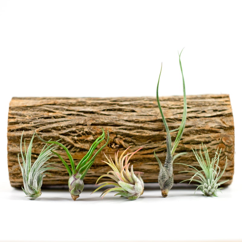 Spider Plant Assorted - Etsy
