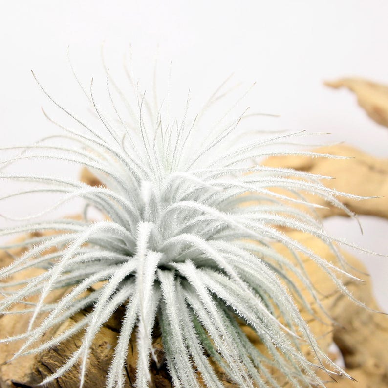 Tillandsia Tectorum Rare Fuzzy Air Plant Hello Tilly - Etsy