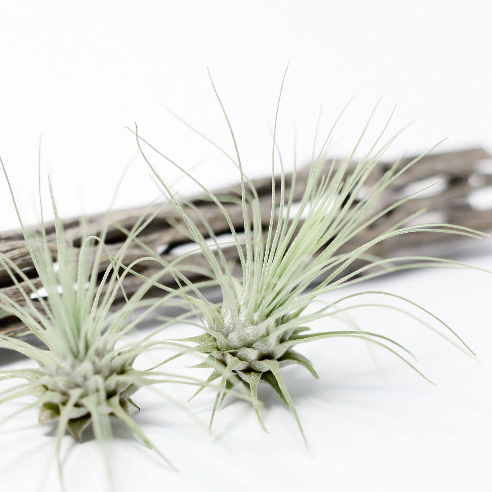 Tillandsia Fuchsii Air Plant // Hello Tilly Airplant - Etsy