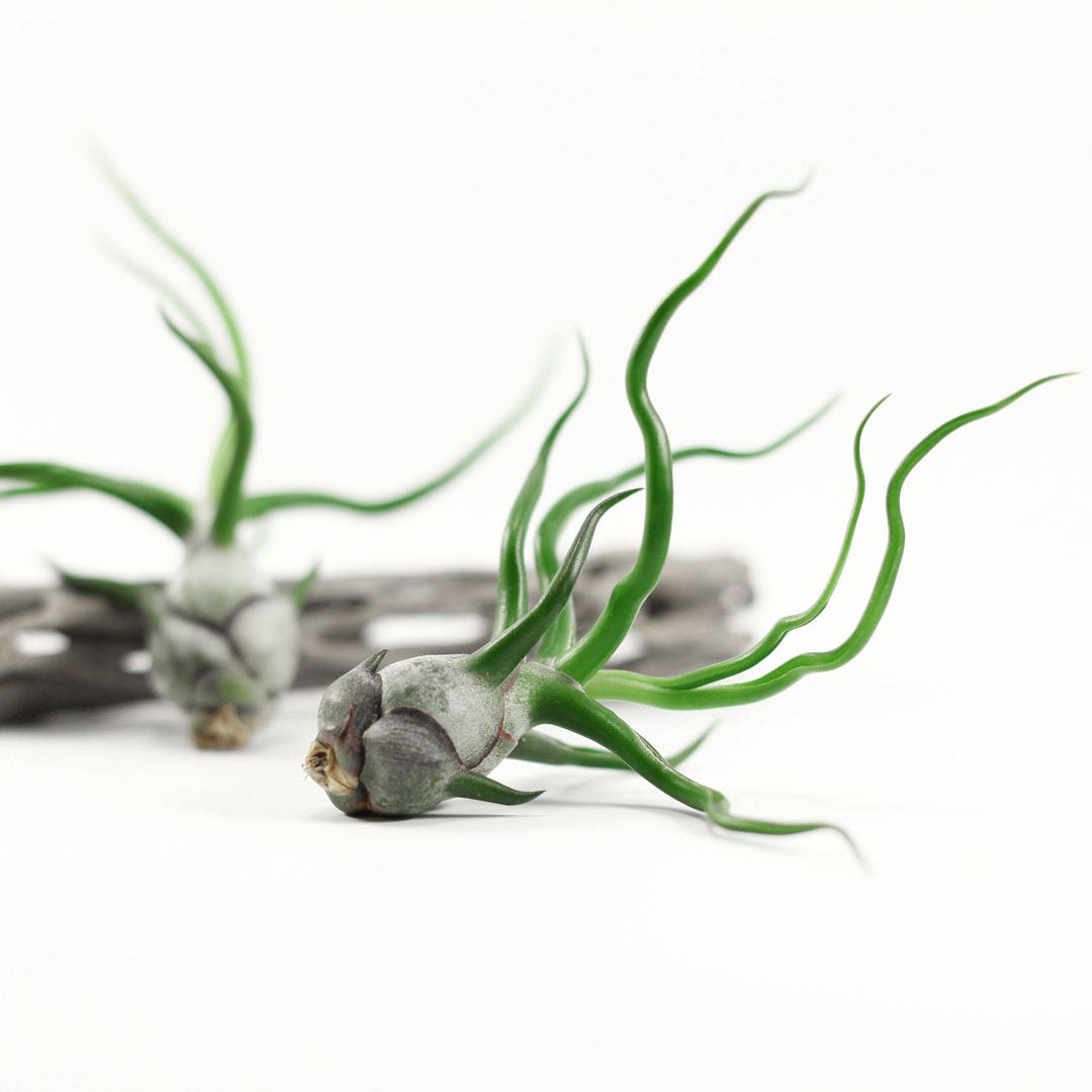Tillandsia Bulbosa Air Plant | Hello Tilly Airplant - Etsy