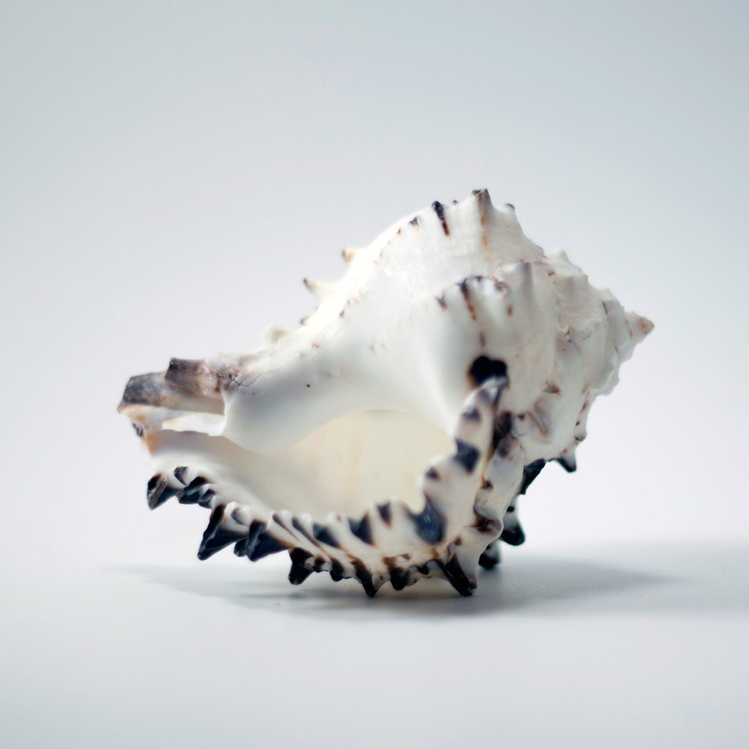 Natural Black Murex Shell // Hello Tilly Airplant - Etsy