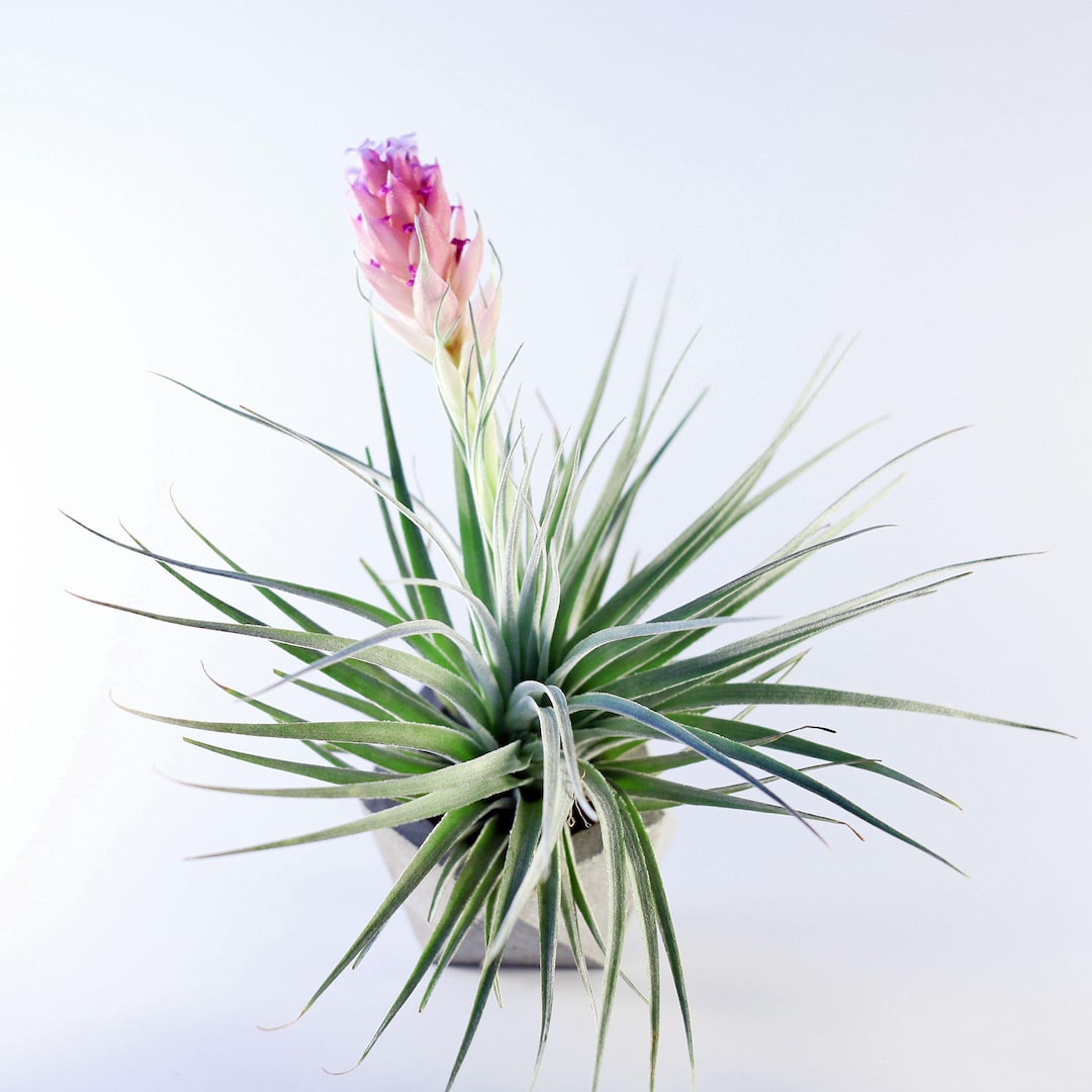 Tillandsia Houston Air Plant | T. Stricta X T. Recurvifolia Hybrid ...