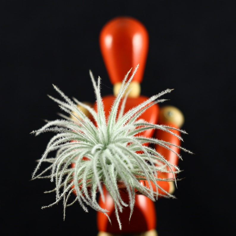 Tillandsia Tectorum Rare Fuzzy Air Plant Hello Tilly - Etsy