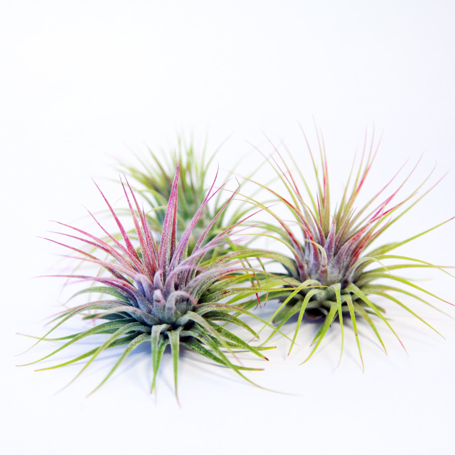Tillandsia Ionantha 3 Pack Air Plants Hello Tilly - Etsy