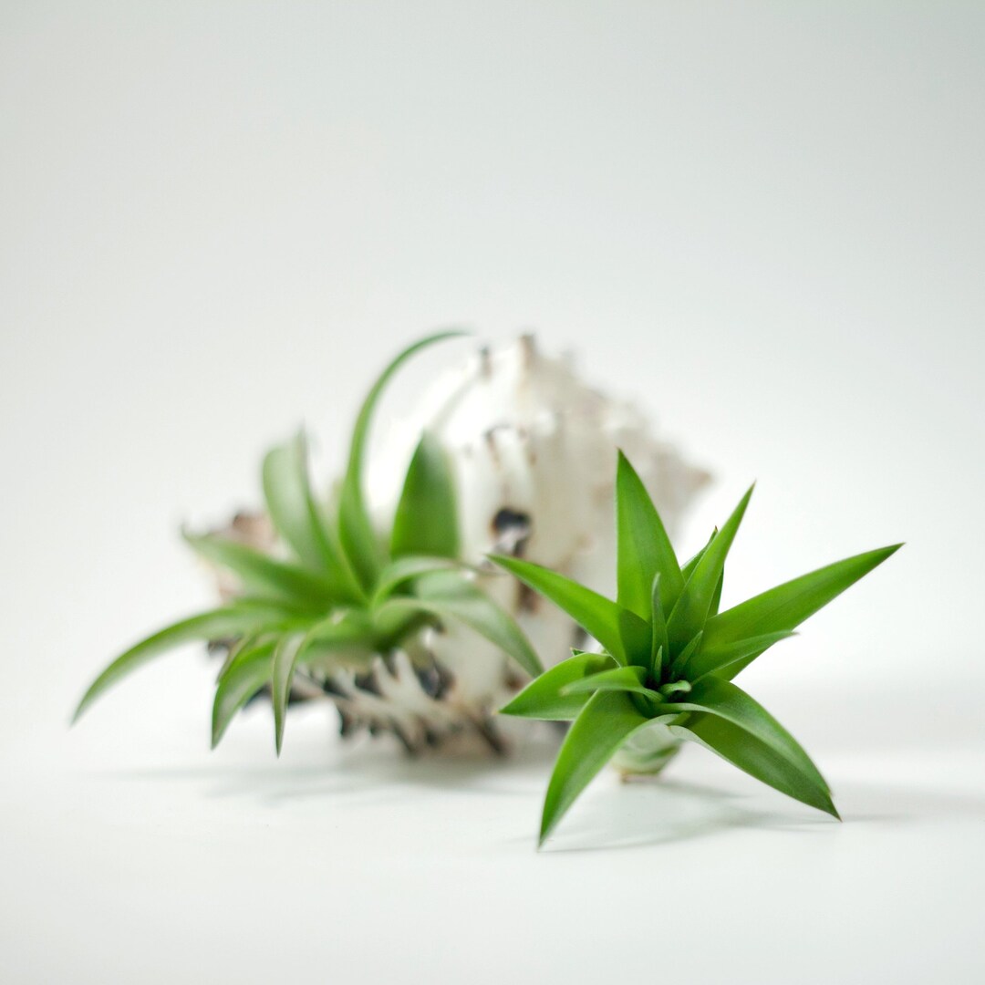 Tillandsia Brachycaulos Air Plant | Hello Tilly Airplant - Etsy