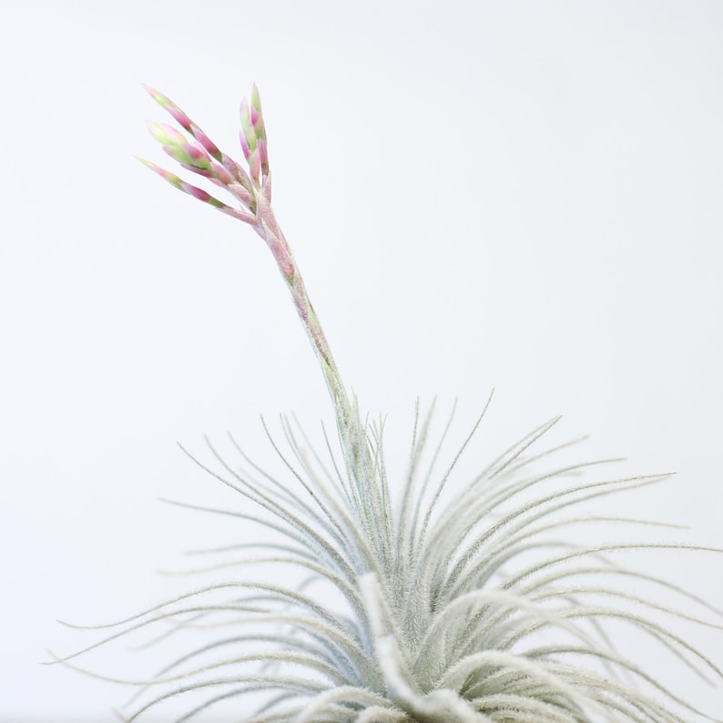 Tillandsia Tectorum Rare Fuzzy Air Plant Hello Tilly - Etsy