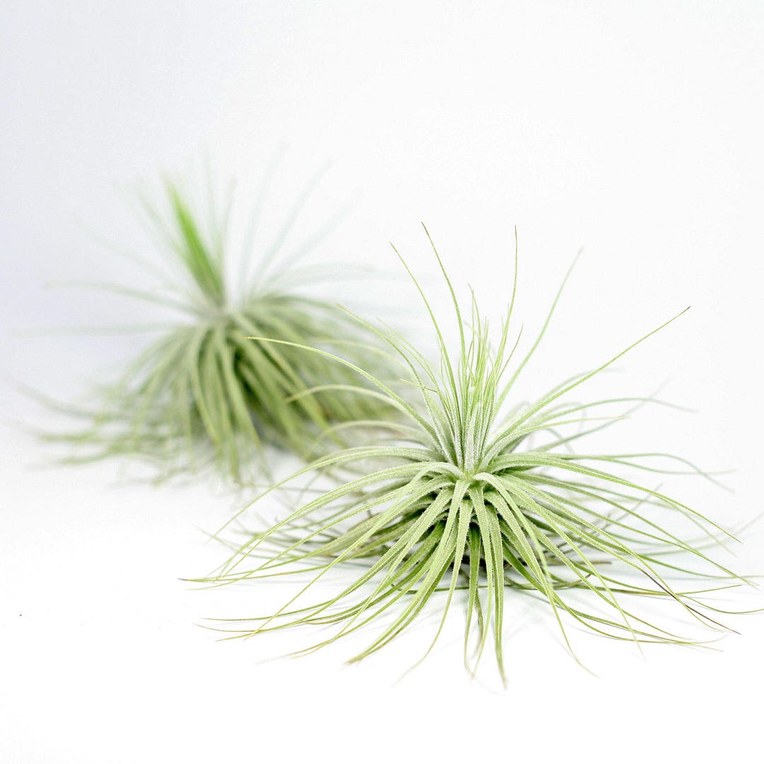 Tillandsia Magnusiana Air Plant | Hello Tilly Airplant - Etsy