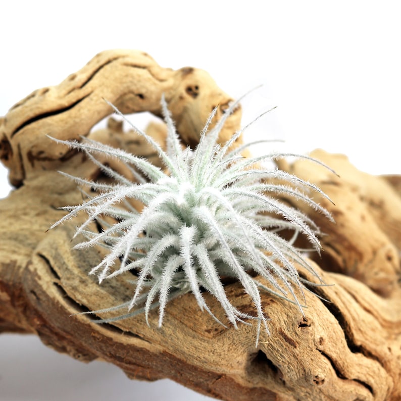 Tillandsia Tectorum Rare Fuzzy Air Plant Hello Tilly - Etsy