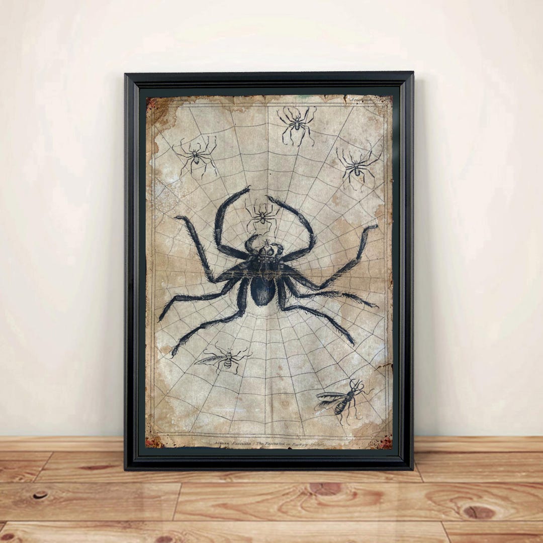 Victorian Spider Illustration - Art Print - Hand Aged - A4 Size. - Etsy