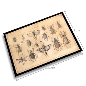 Victorian Entomology Illustration - Hand Aged Art Print A4 Size. - Etsy